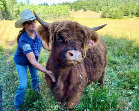 Highland Cow Experience - Cascade Chamber of Commerce